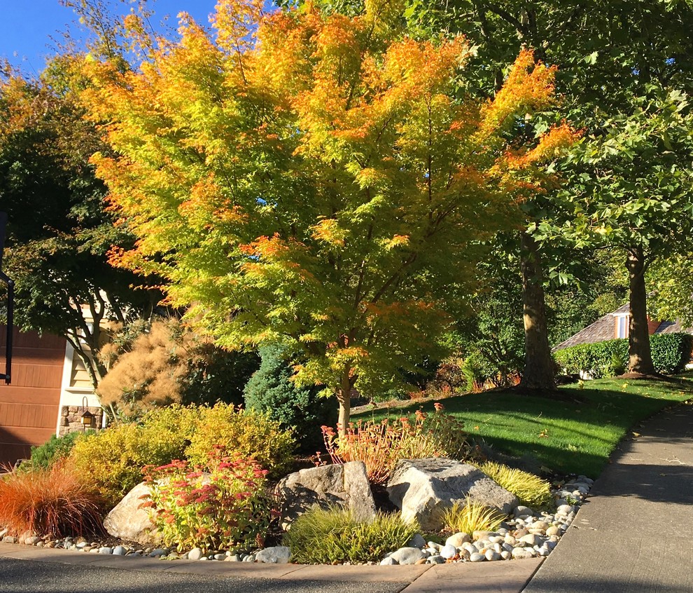 Bellevue contemporary - Transitional - Landscape - Seattle - by Spring ...