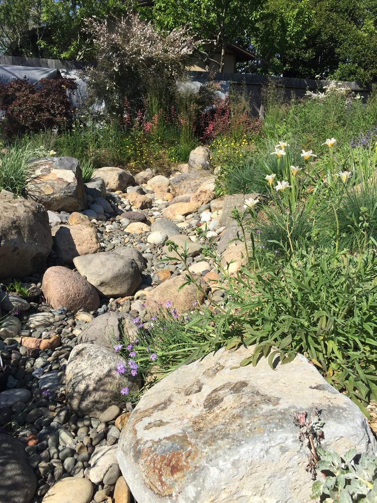 Big Boulder Swale with California Native Plants - Farmhouse - Landscape ...