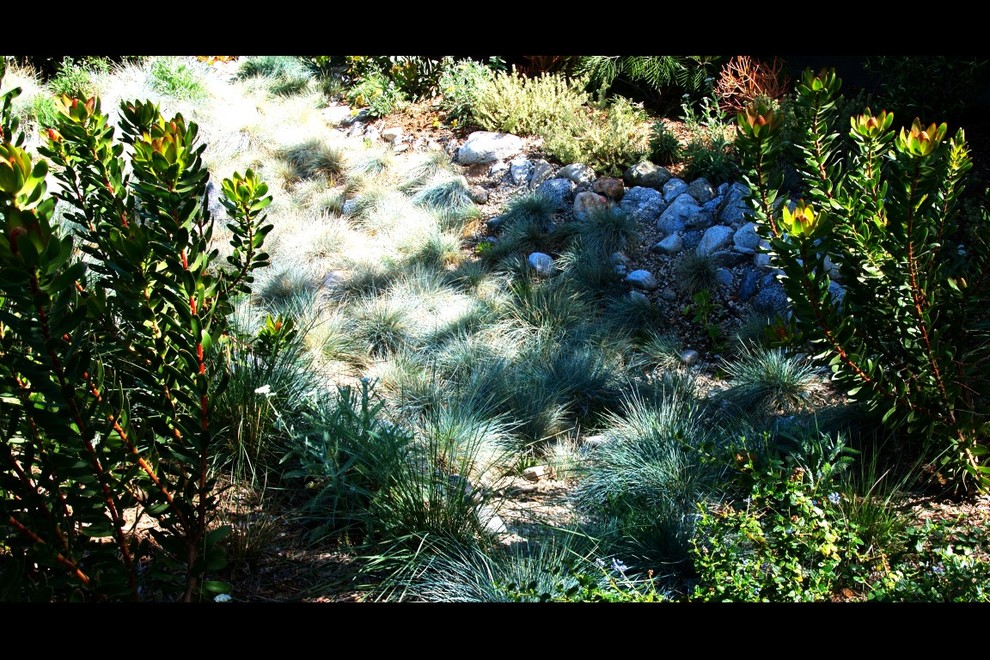 Bioswales - Traditional - Landscape - Los Angeles - by Stout Design ...