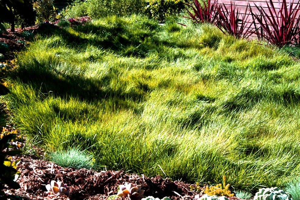 Bioswales - Traditional - Landscape - Los Angeles - by Stout Design ...