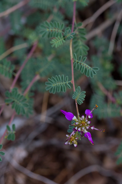 Black Dalea (Dalea frutescens) - Garden - Other - by Jim & Lynne Weber ...