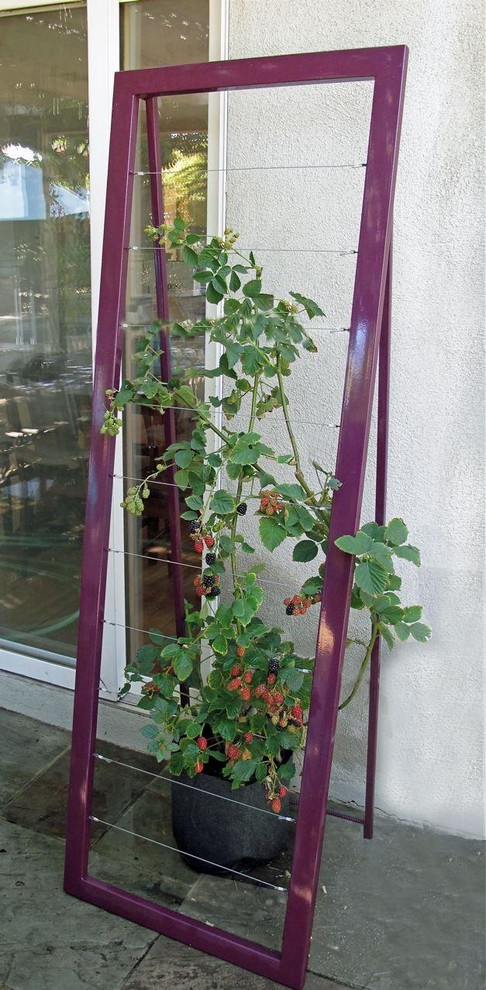 Blackberry vine woven into Mira Garden Trellis - Modern - Landscape ...