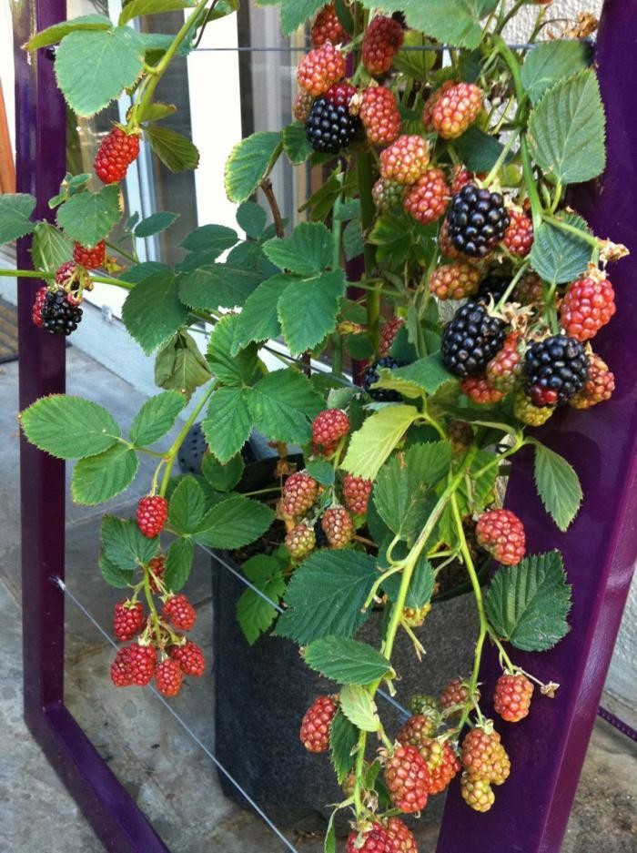 Blackberry vine woven into Mira Garden Trellis - Modern - Landscape ...