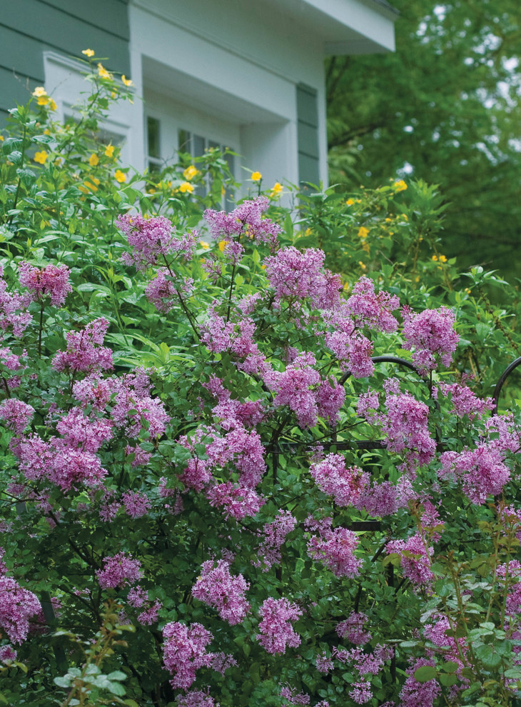 Bloomerang® Purple Reblooming Lilac - Farmhouse - Landscape - Chicago ...