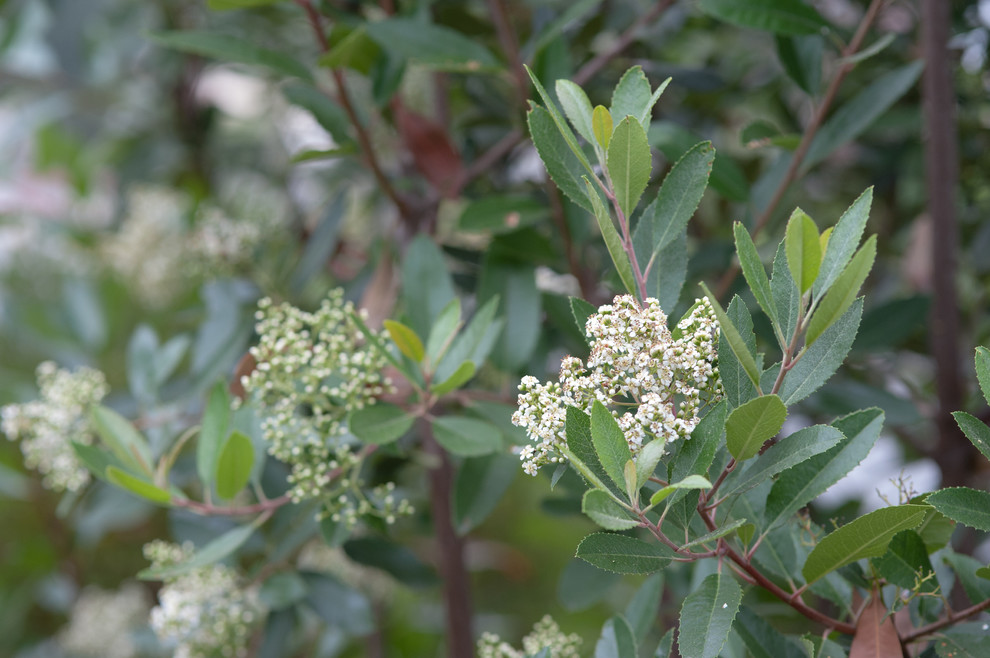 Blooming Toyon Hedge - Rustic - Landscape - Los Angeles - by FormLA ...