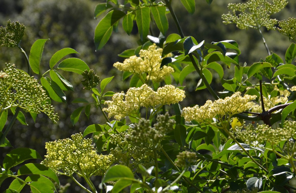 Blue elderberry - Landscape - San Francisco - by Pete Veilleux, East ...