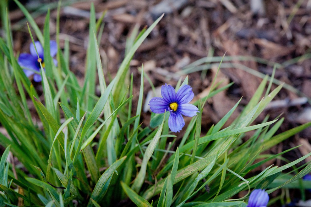 Blue Eyed Grass - Landscape - Los Angeles - by FormLA Landscaping | Houzz