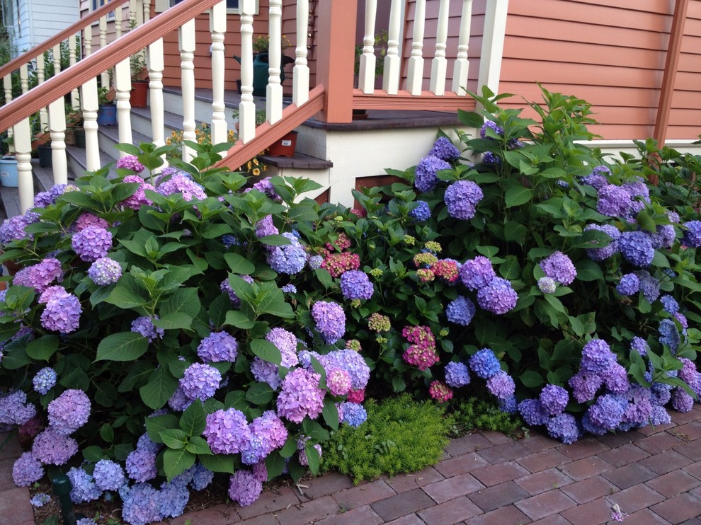 Blue Hydrangeas - Traditional - Landscape - New York - by ...