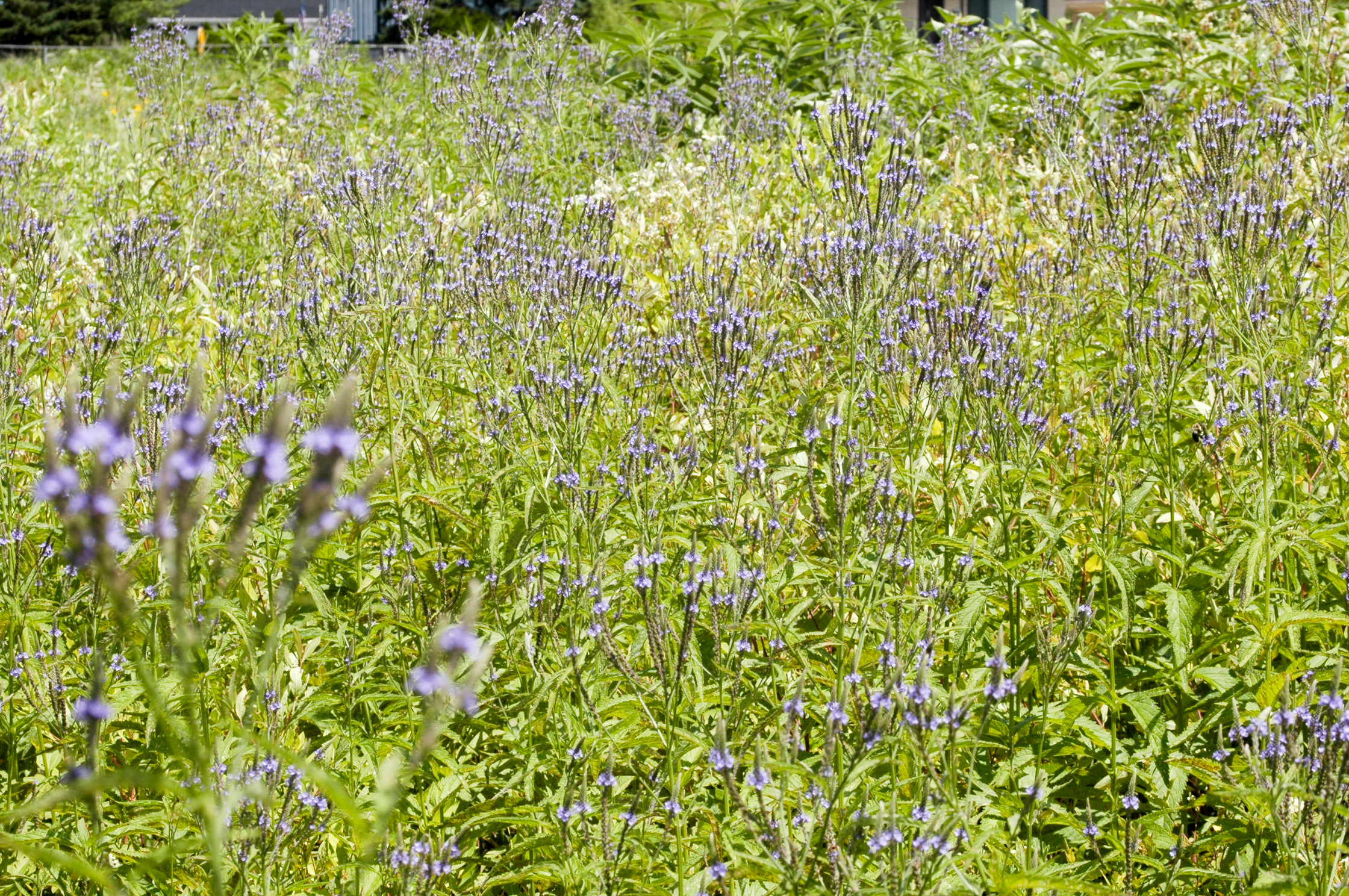 Great Design Plant: Blue Vervain for Beauty and Bees