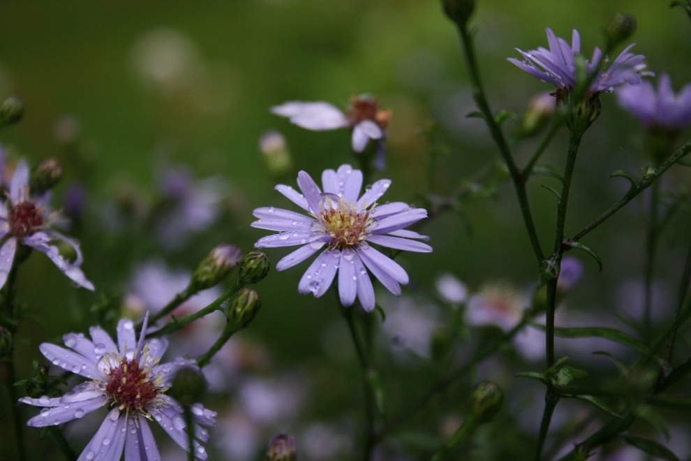 Autumn Joy: How to Get 3 Months of Fall Flowers