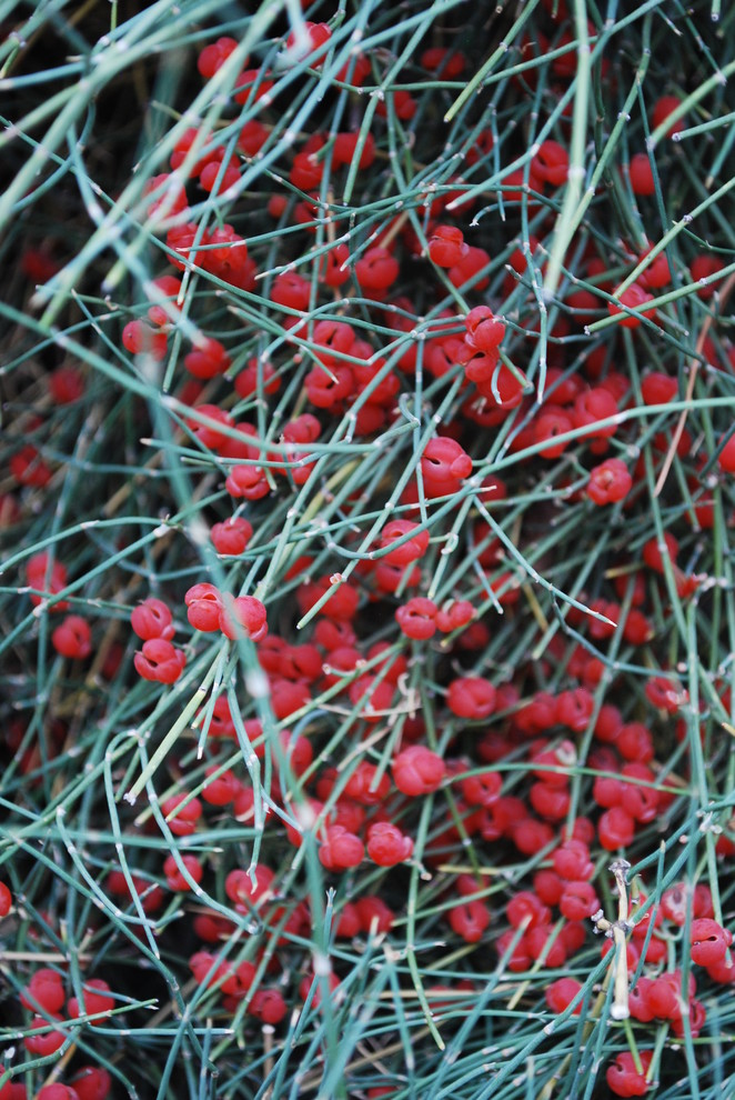 bluestem joint fir (Ephedra equisetina) - Contemporary - Landscape ...
