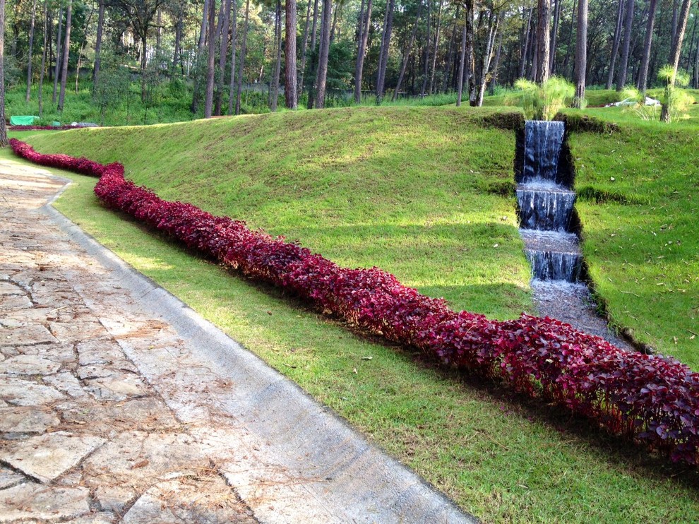 Bosque verde Mexico - Traditional - Landscape - Mexico City - by Bosque ...