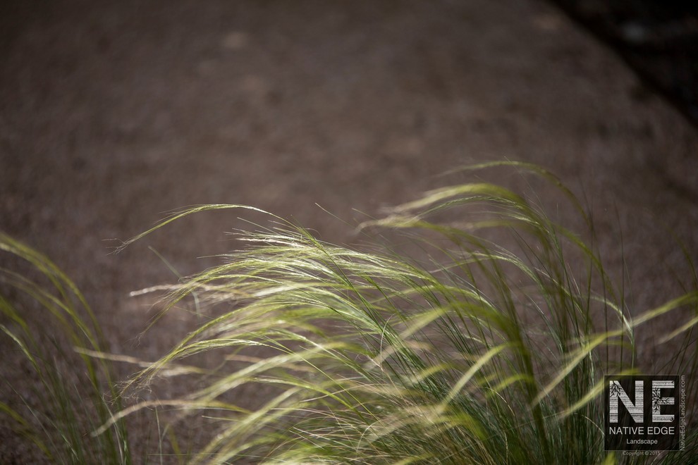 Brentwood Burle Marx Tribute - Modern - Landscape - Austin - by Native ...