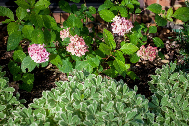 Bright Twist on Traditional - Traditional - Garden - Dallas - by Blue ...