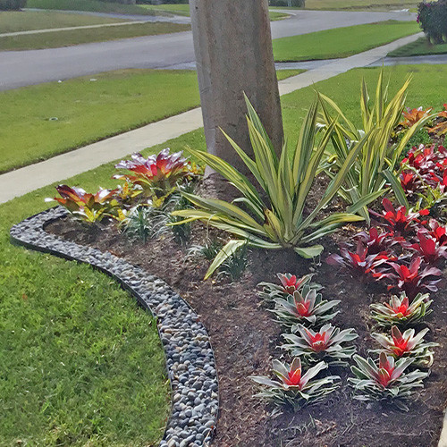 Bromeliad Garden in Shade - Tropical - Landscape - Miami - by User | Houzz