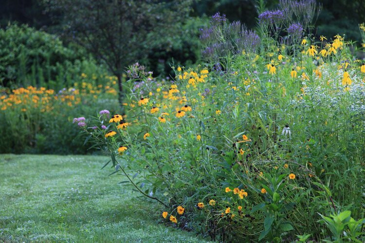 Bryn Mawr, PA - Meadow Design/Install - Traditional - Landscape ...