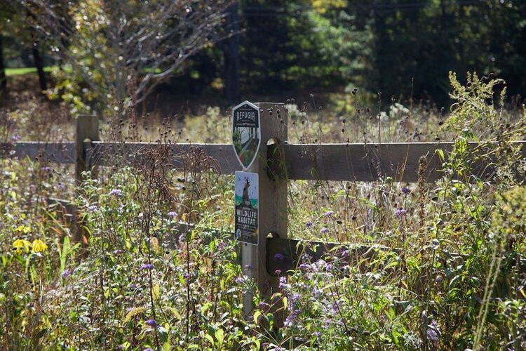 Bryn Mawr, PA - Native Meadow Design/Install - Farmhouse - Landscape ...