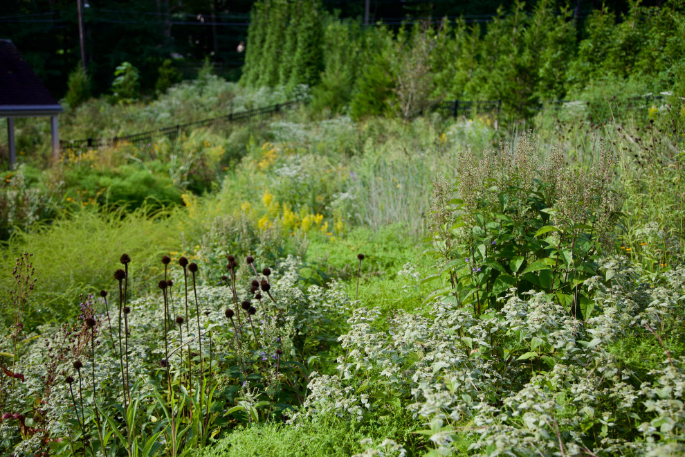 Bryn Mawr, PA - Native Meadow Design/Install - Rustic - Landscape ...