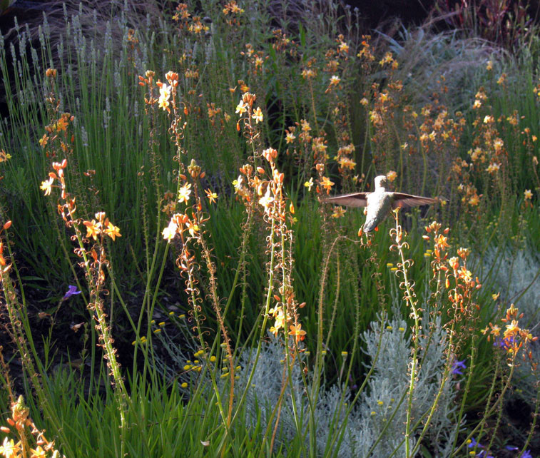 Bulbine frutescens 'Hallmark' - Contemporary - Landscape - San ...