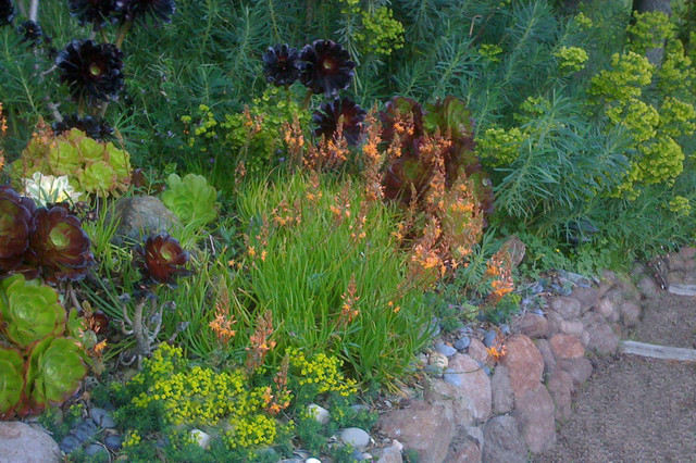 Bulbine frutescens 'Hallmark' - Modern - Garten - San Francisco - von ...