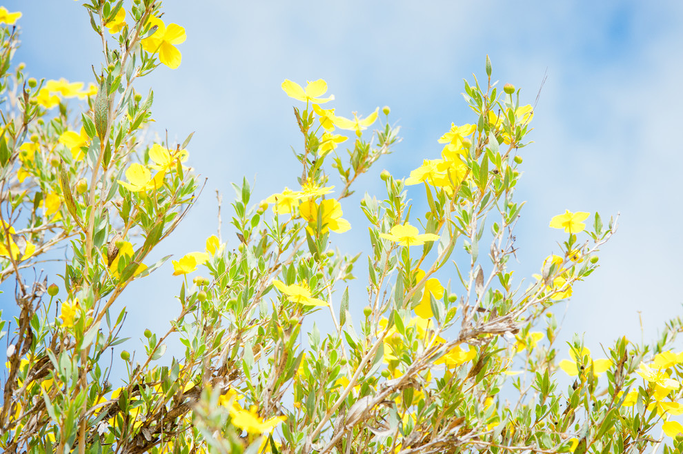 Island Bush Poppy - Transitional - Landscape - Los Angeles - by FormLA ...