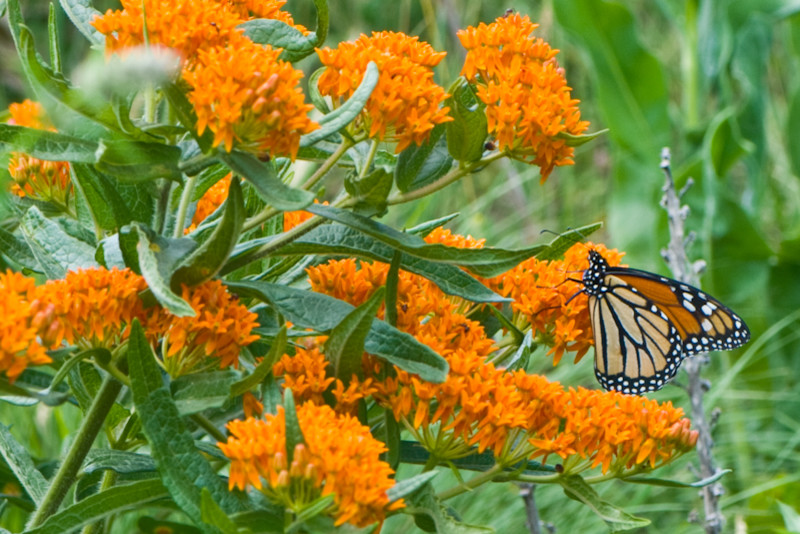 Butterfly Milkweed - Landscape - Minneapolis - by Pollination Press LLC ...
