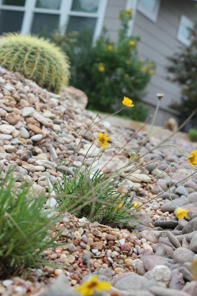 Cacti Paradise - Contemporary - Landscape - Austin - by Native Edge ...