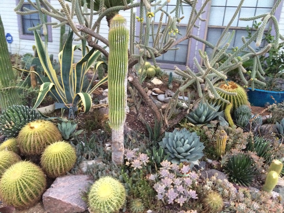 cactus & Succulent Gardens - Southwestern - Landscape - Austin - by ...