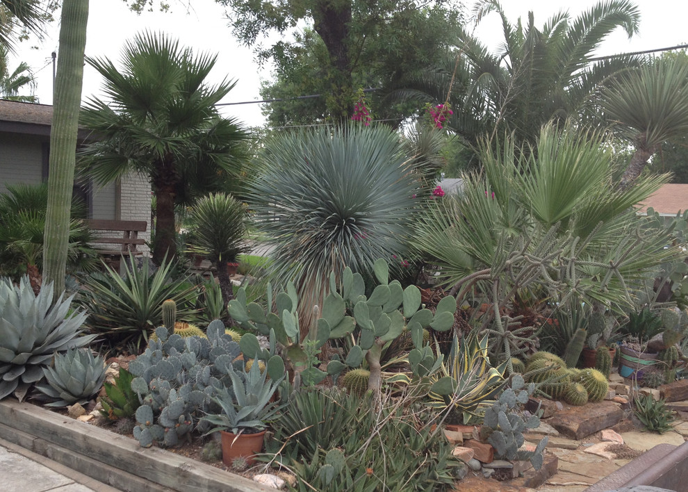 cactus & Succulent Gardens - Southwestern - Landscape - Austin - by ...