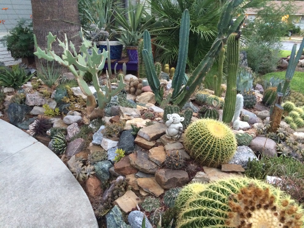 cactus & Succulent Gardens - Southwestern - Landscape - Austin - by ...