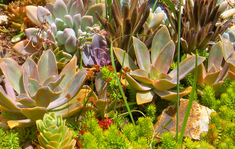 Calabasas Residence - The Perfect Low Maintenance Plant - Modern ...