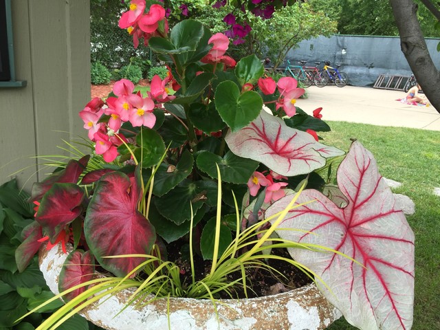 Caladiums and Begonias in a shady urn at a local pool - Jardin ...