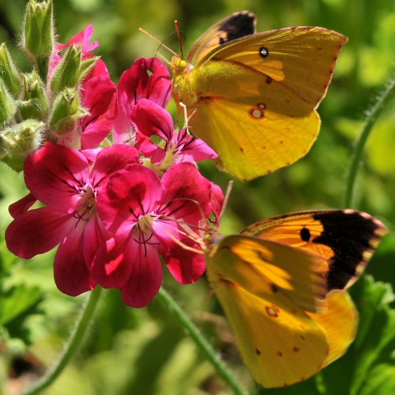 California Dogface butterfly (Colias eurydice) - Landscape - Other - by ...