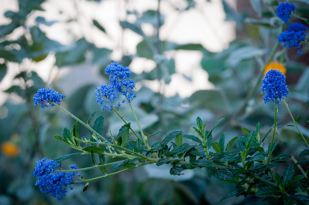 California Lilac - Rustic - Landscape - Los Angeles - by FormLA ...