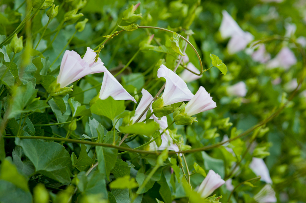 California-Native Morning Glory - Mediterranean - Landscape - Los ...