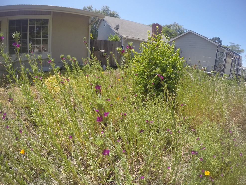 California Native Plant Front Yard - Traditional - Landscape - San ...