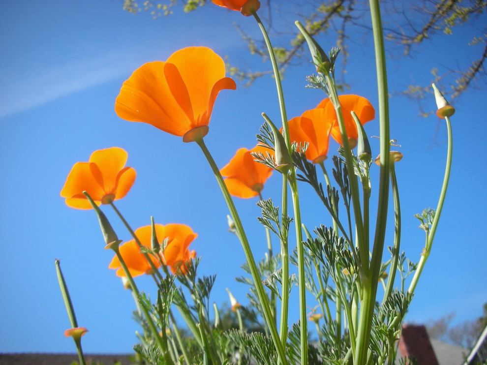 California Native Plants - Traditional - Landscape - San Francisco - by ...