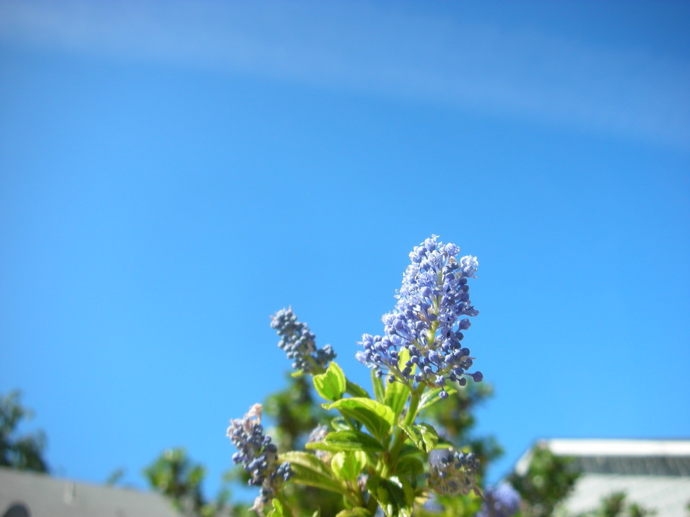 California Native Plants - Traditional - Landscape - San Francisco - by ...