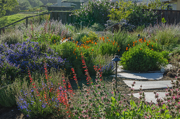 California Native Splendor - Traditional - Landscape - San Francisco ...