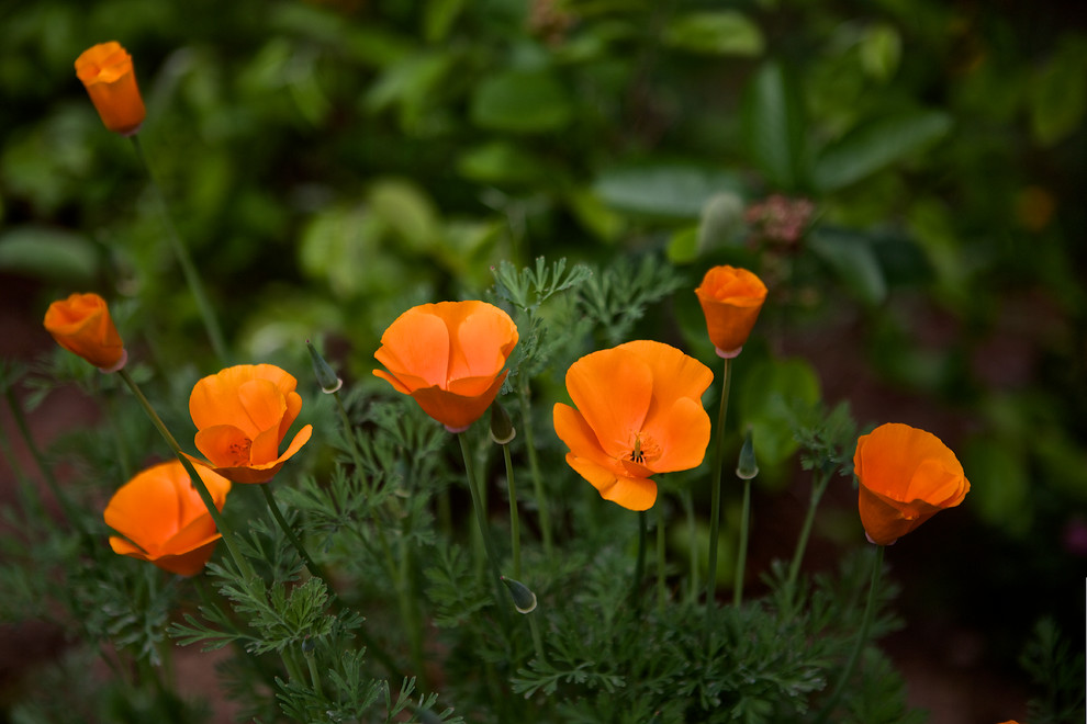 California Poppies - Contemporary - Landscape - San Francisco - by ...