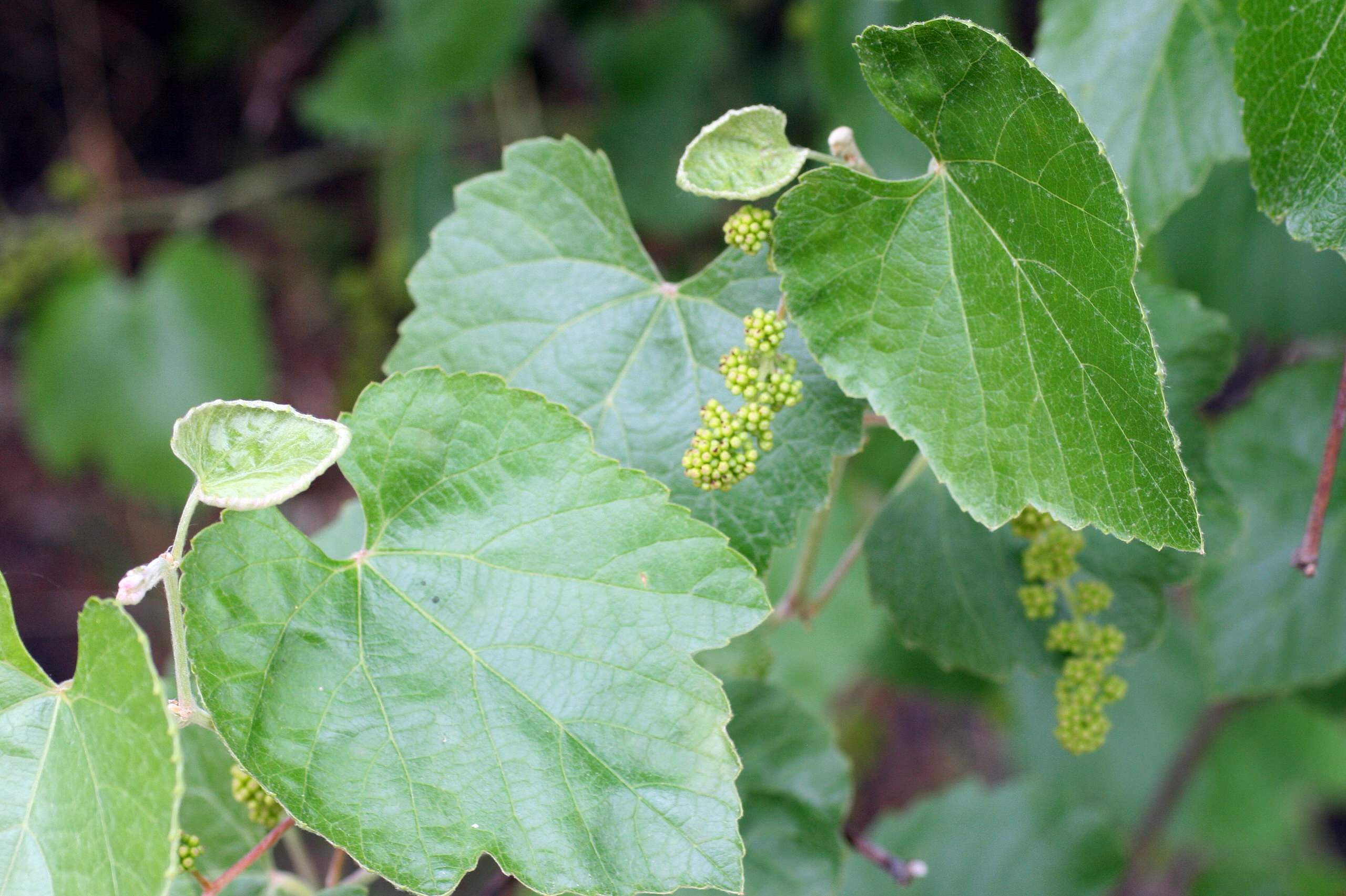 Great Design Plant: Try California Wild Grape for Interest All Year