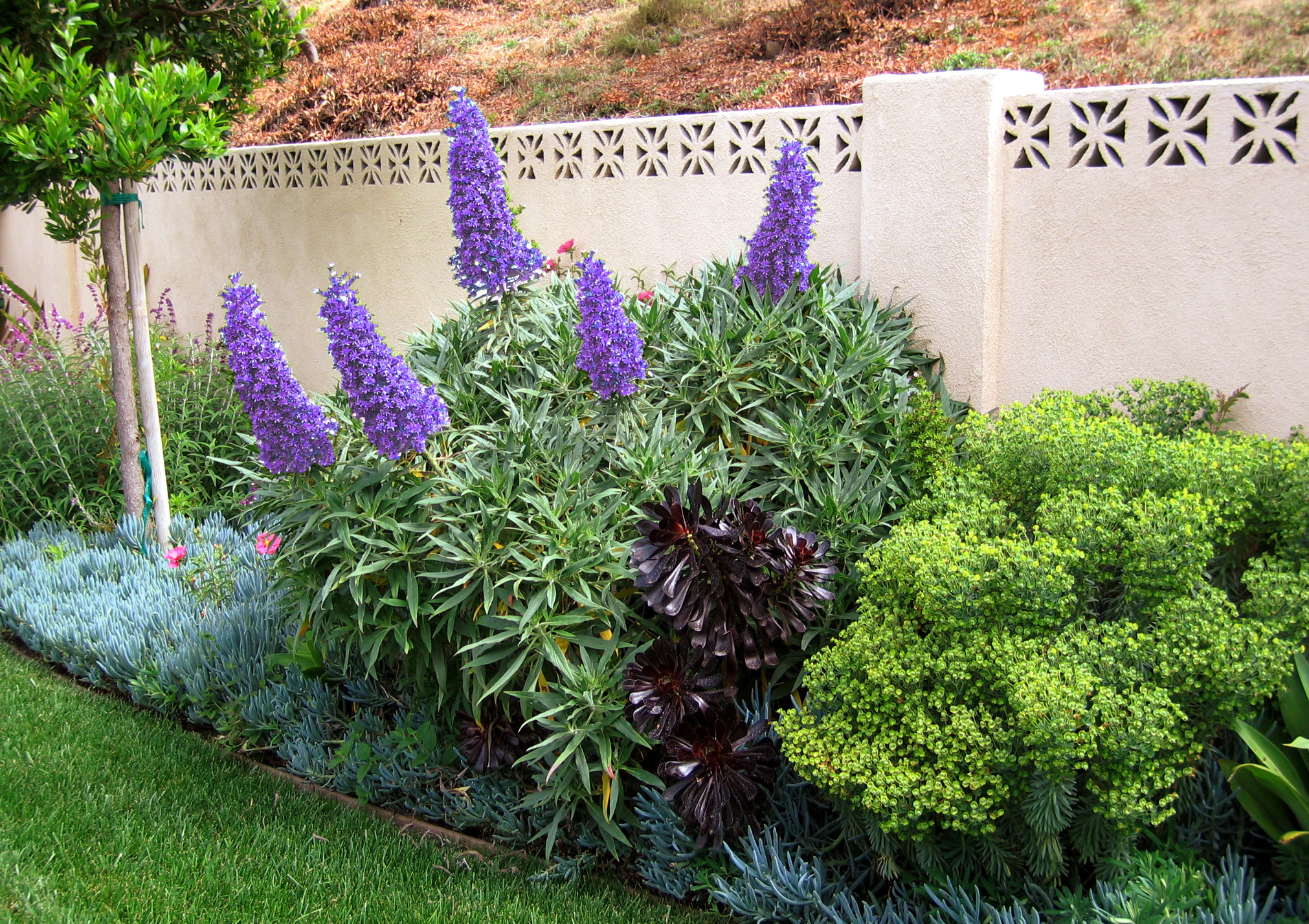 Lilac Bush Landscape Design Art