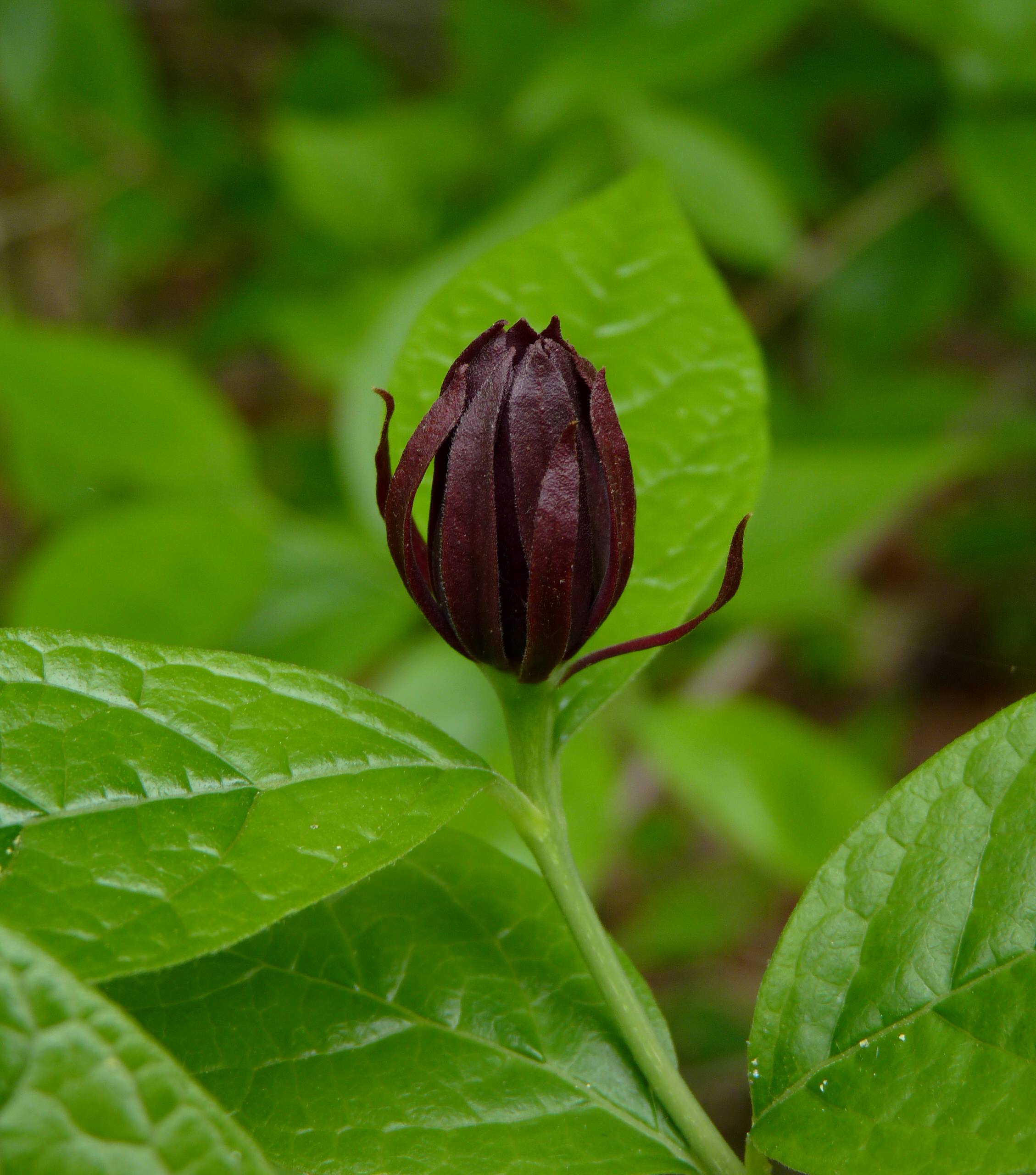 Great Design Plant: Calycanthus Floridus