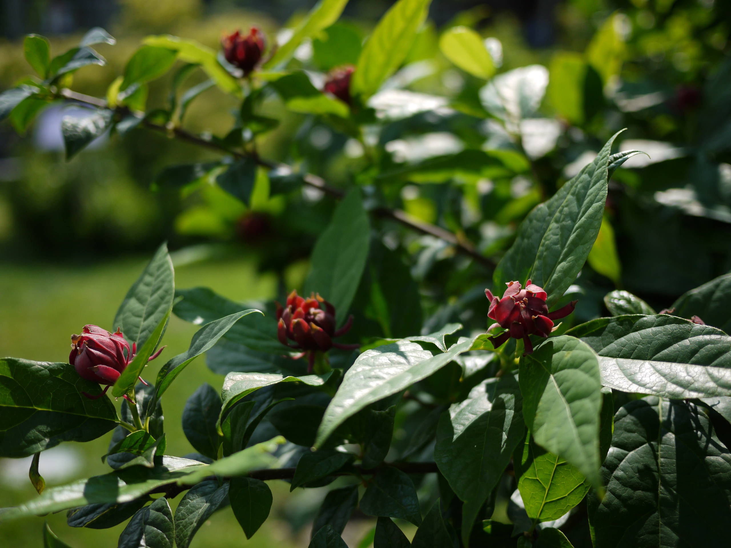 Great Design Plant: Calycanthus Floridus