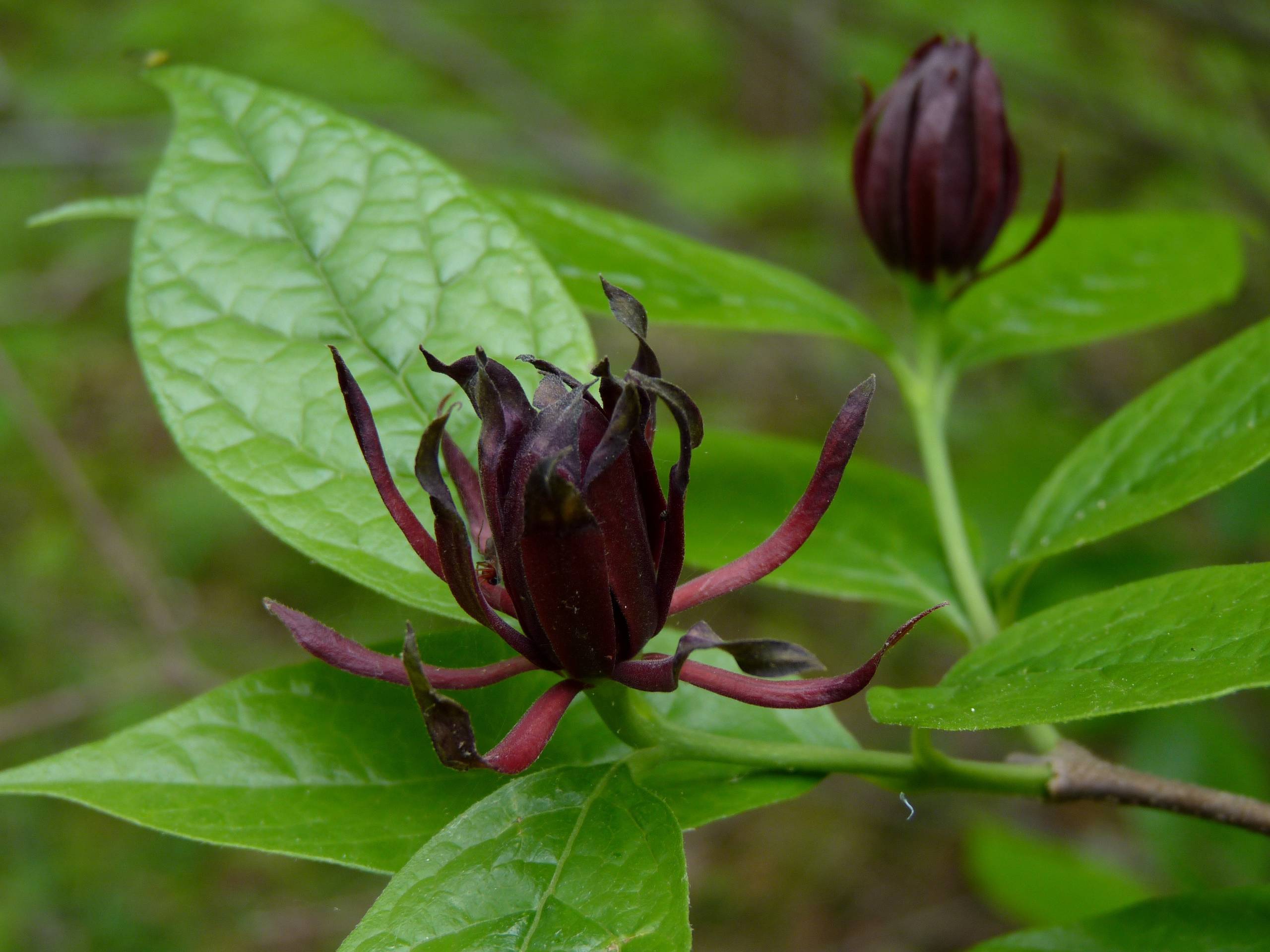 Great Design Plant: Calycanthus Floridus