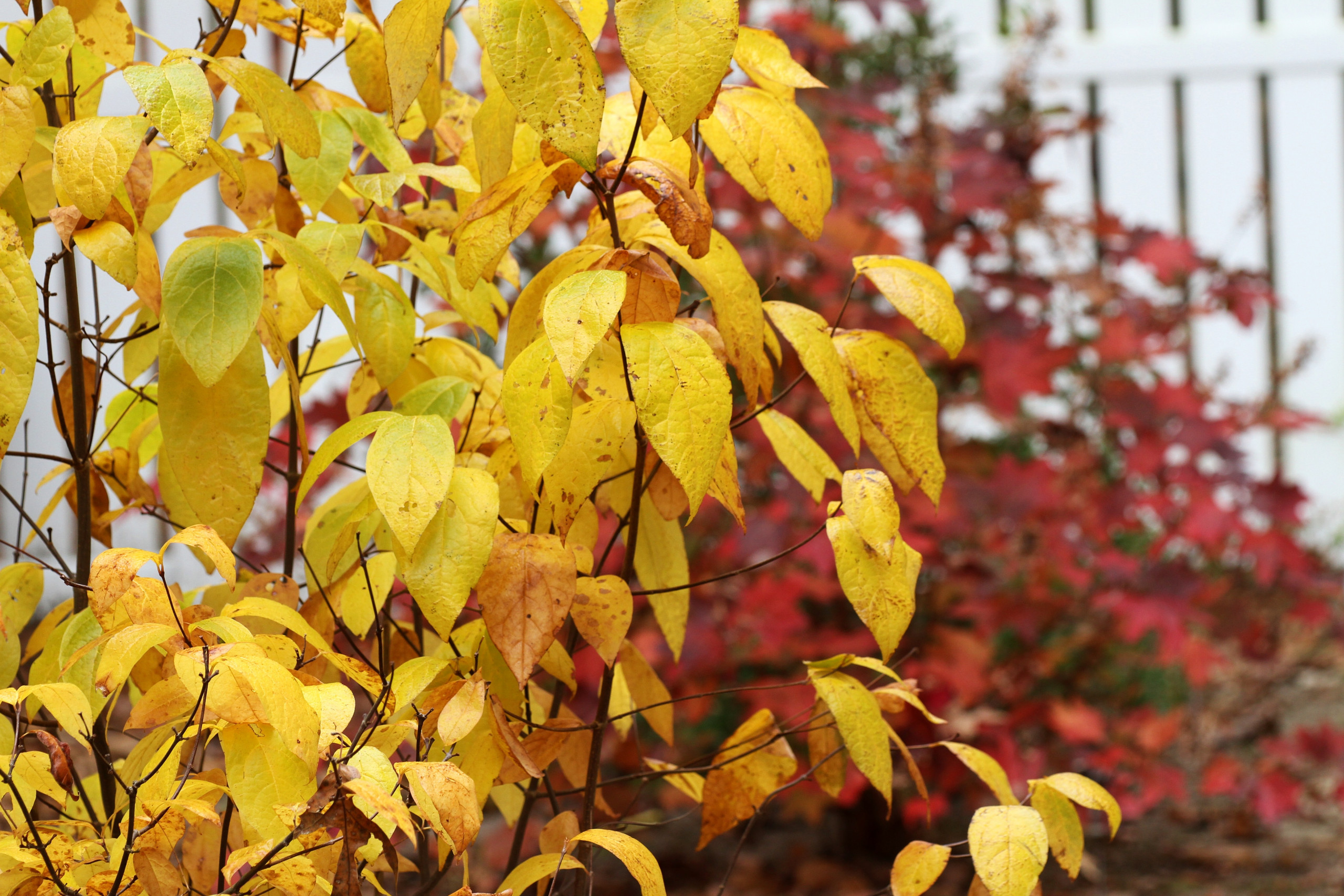 Great Design Plant: Calycanthus Floridus