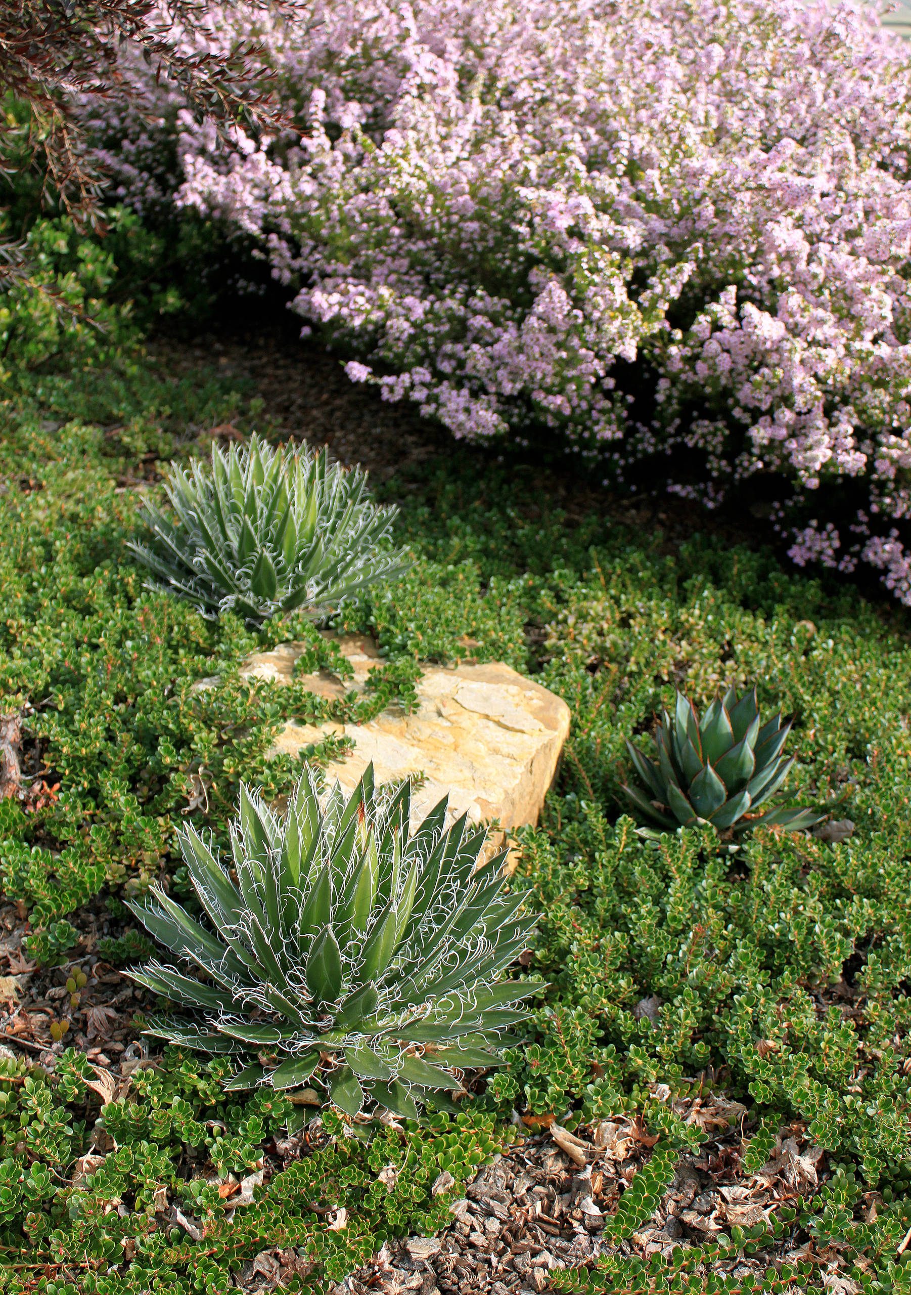 6 Deer-Resistant Ground Covers to Plant This Fall
