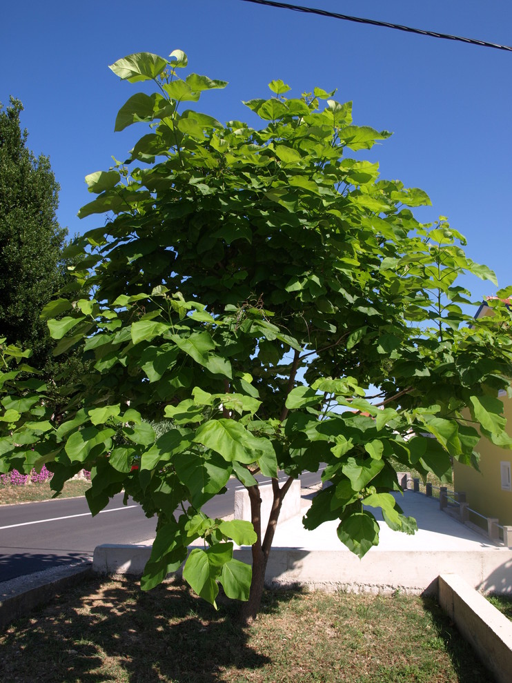 Catalpa tree - Mediterranean - Landscape - Other | Houzz