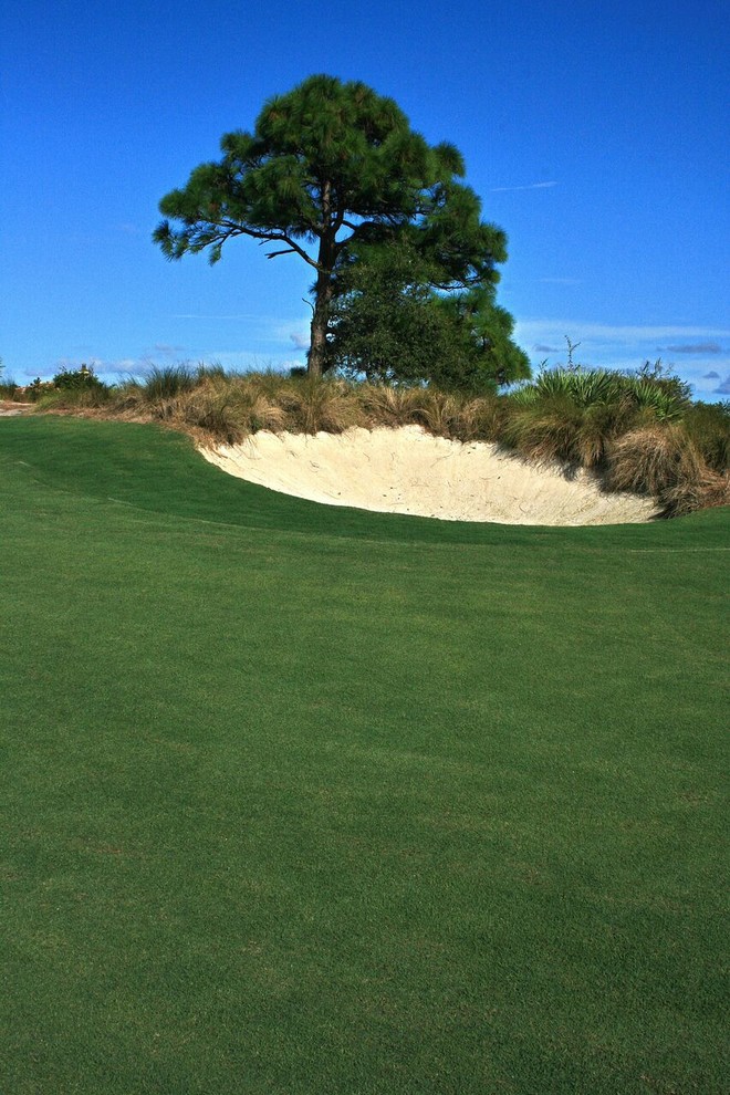 Celebration of Bermuda Grass - Contemporary - Landscape - Miami - by ...