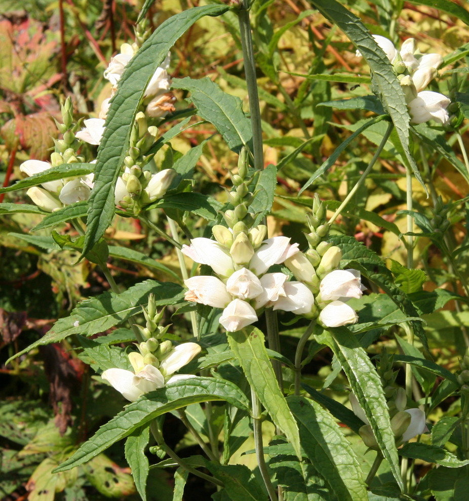 Chelone glabra - Jardín - Otras zonas | Houzz